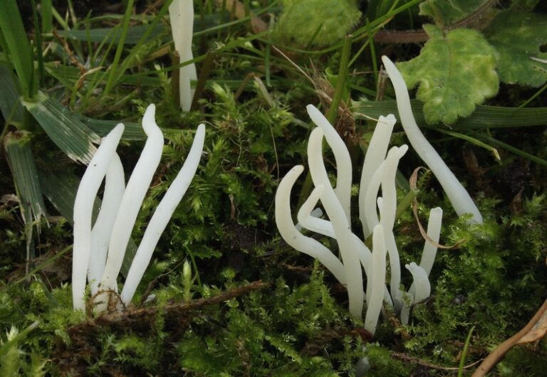 Les clavaires de la Manche, l’Orne, le Calvados et la Mayenne
