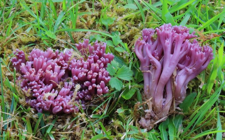 Les clavaires de la Manche, l’Orne, le Calvados et la Mayenne