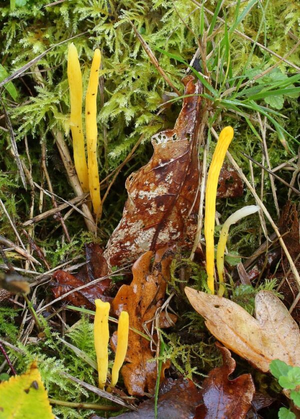 Les clavaires de la Manche, l’Orne, le Calvados et la Mayenne