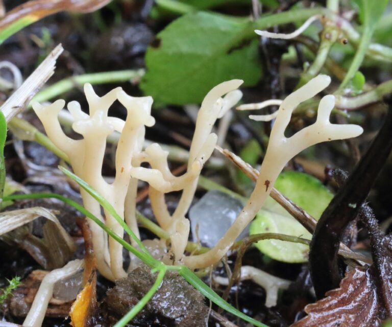 Les clavaires de la Manche, l’Orne, le Calvados et la Mayenne